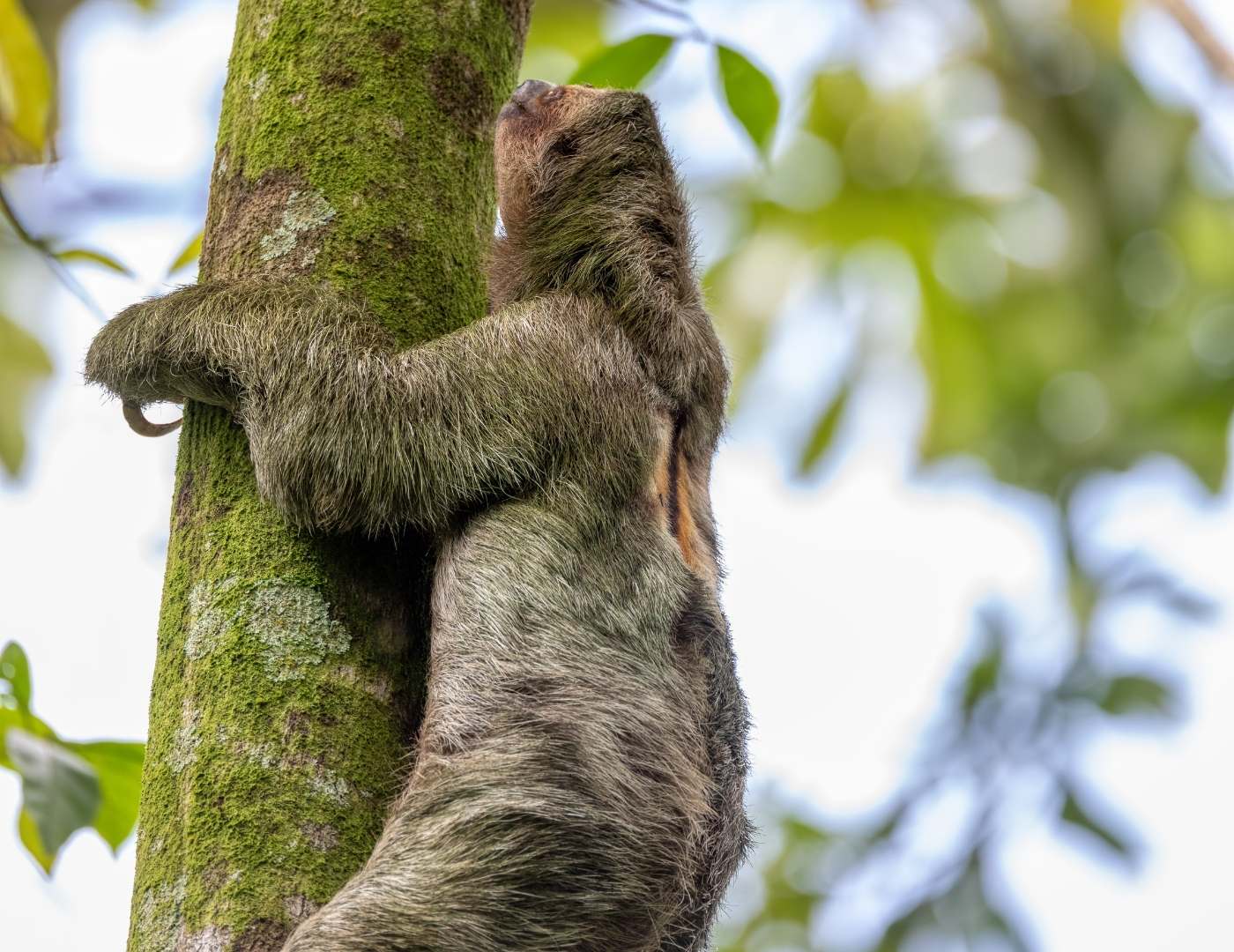The National Animal of Costa Rica - The Castle Of Oz