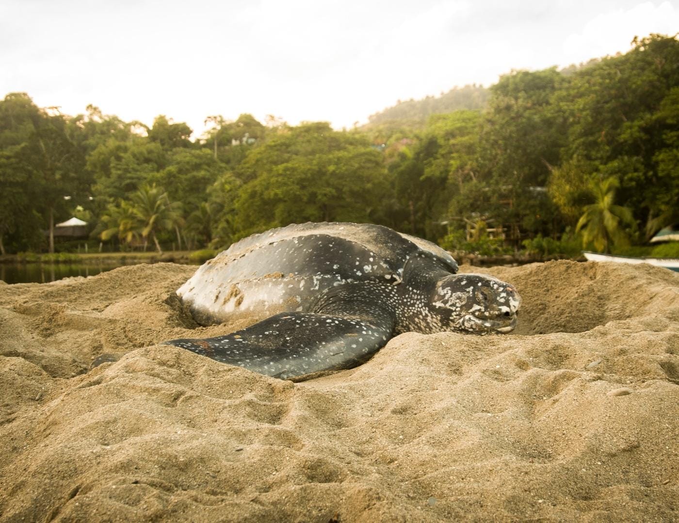 Turtles in Costa Rica: Explore the best Spots and Seasons - The Castle ...