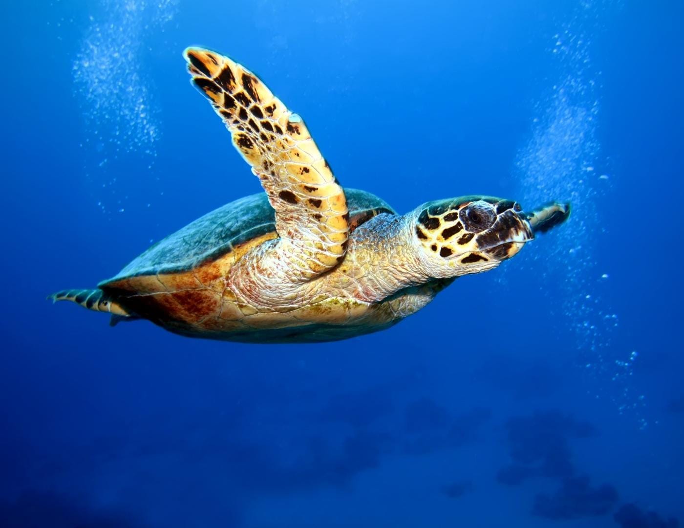 Turtles in Costa Rica: Explore the best Spots and Seasons - The Castle ...