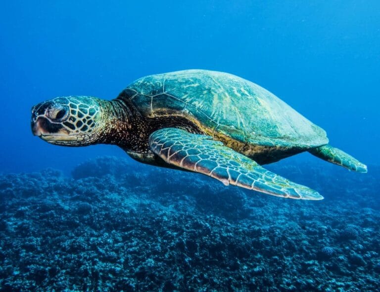 Turtles in Costa Rica: Explore the best Spots and Seasons - The Castle ...