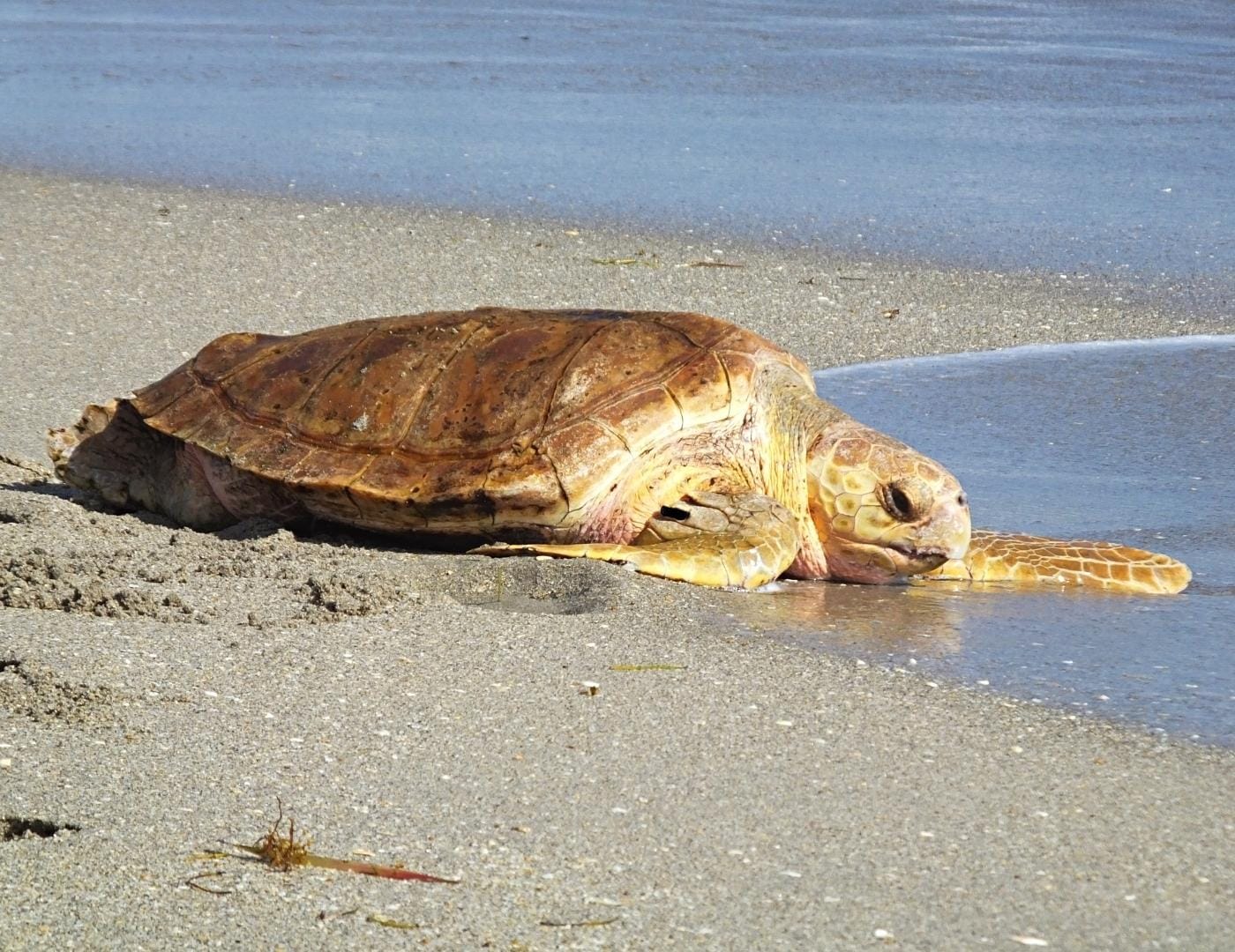 Turtles in Costa Rica: Explore the best Spots and Seasons - The Castle ...