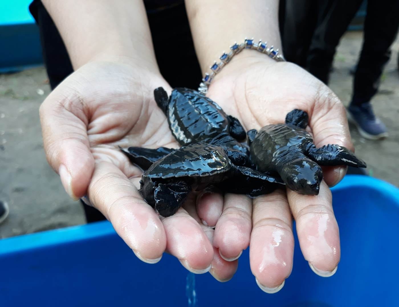 Turtles in Costa Rica: Explore the best Spots and Seasons - The Castle ...