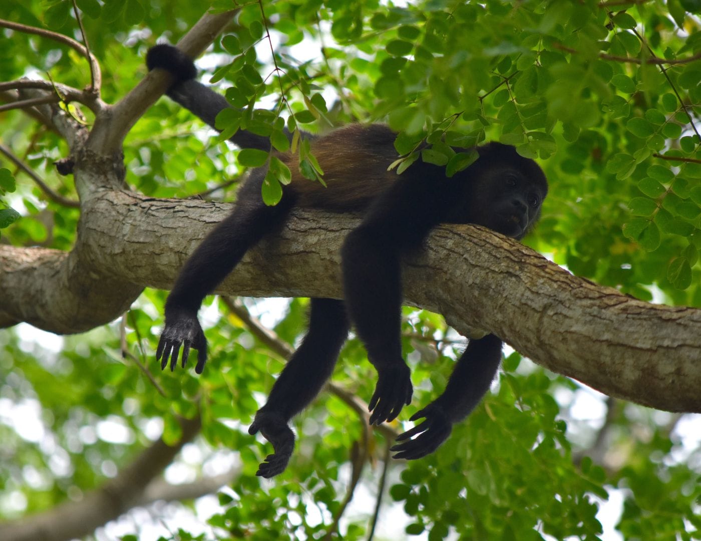 The 4 Species of Monkeys in Costa Rica - The Castle Of Oz