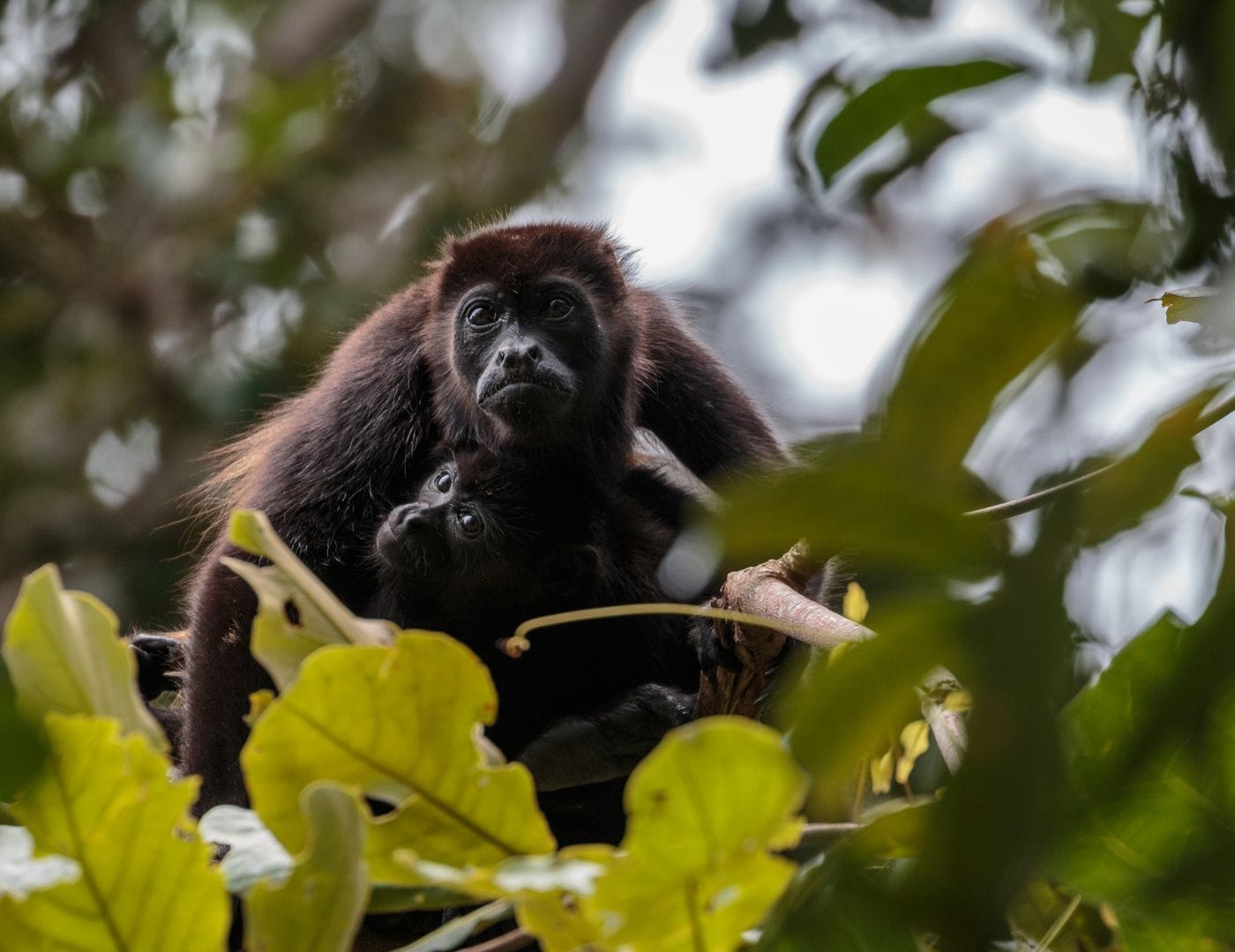 The 4 Species of Monkeys in Costa Rica - The Castle Of Oz