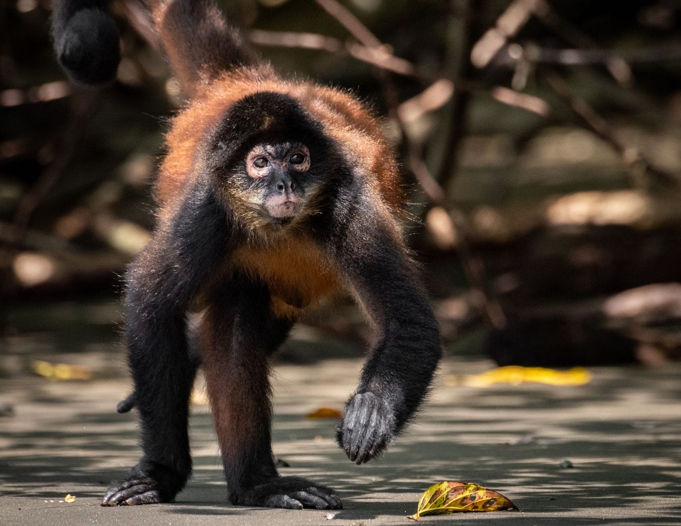 The 4 Species of Monkeys in Costa Rica - The Castle Of Oz