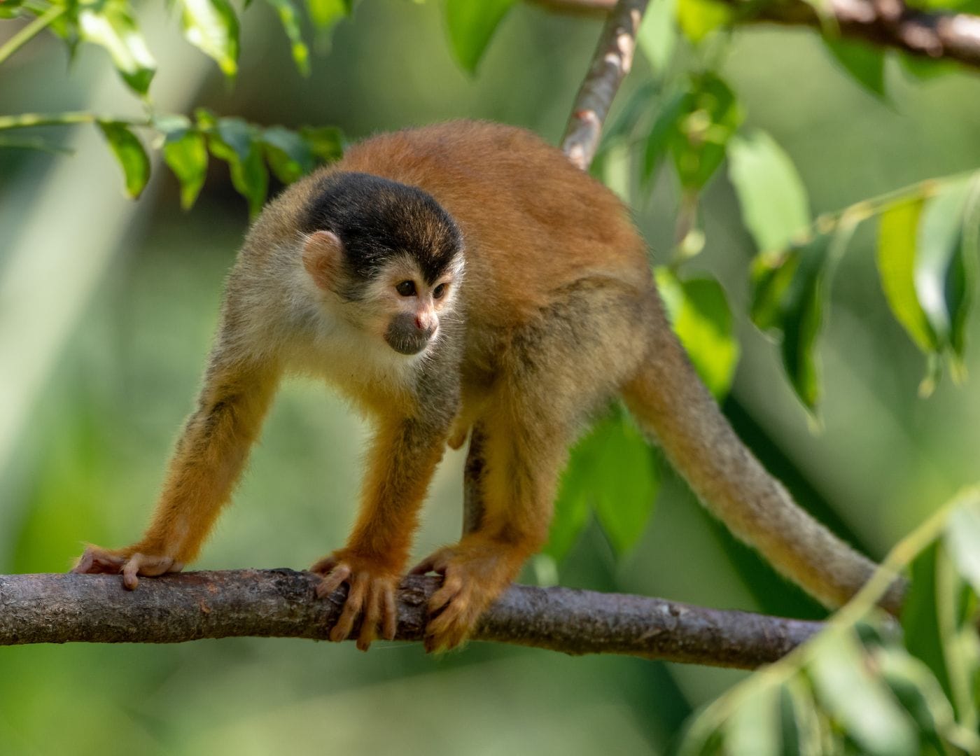 Monkeys in Costa Rica: Discover the Four Species - The Castle Of Oz