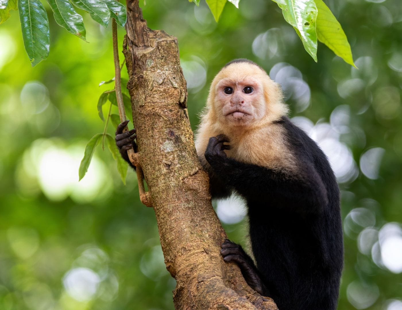 Monkeys in Costa Rica: Discover the Four Species - The Castle Of Oz
